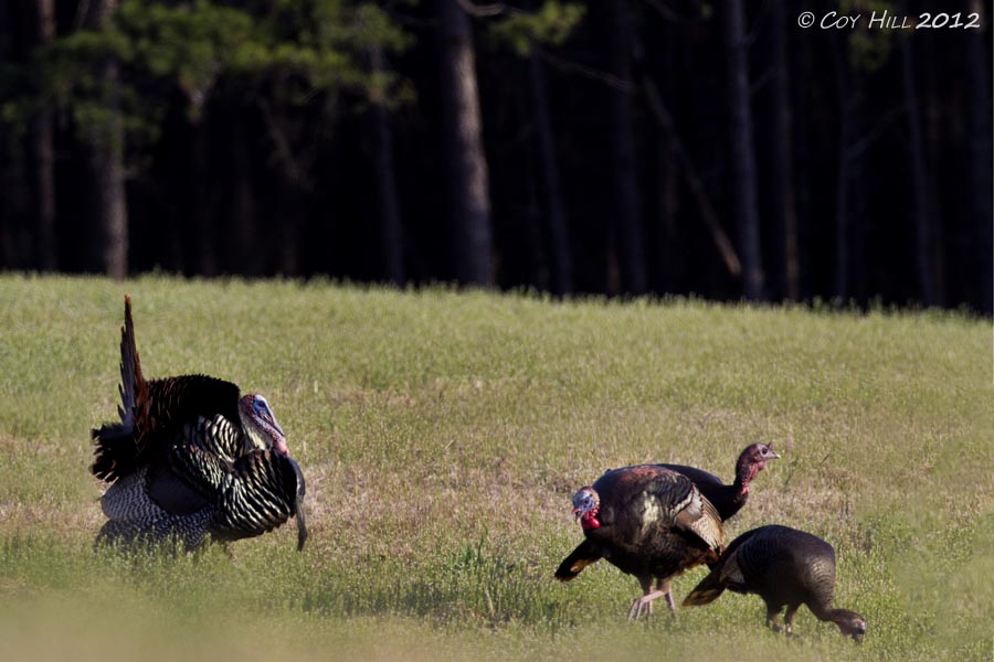 Country Captures: Strutting His Stuff!