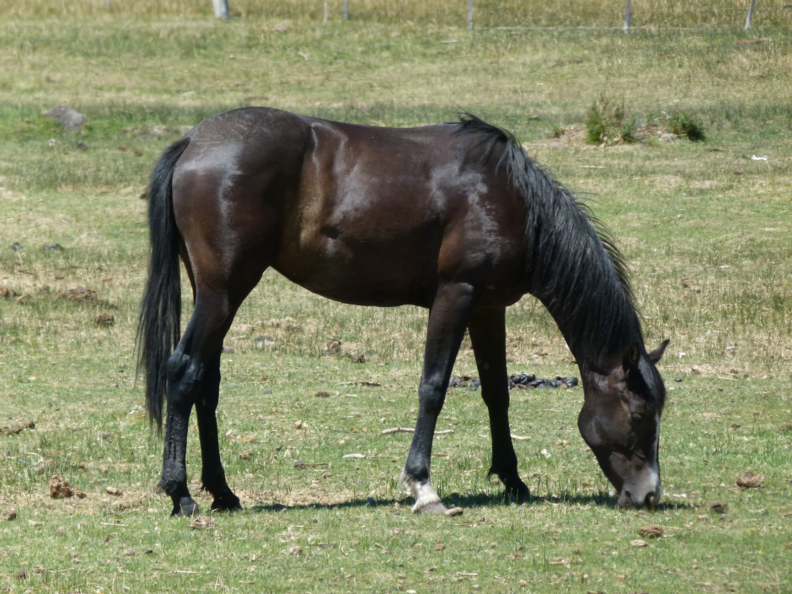 El Caballo Lusitano: Yeguas en servicio y crias