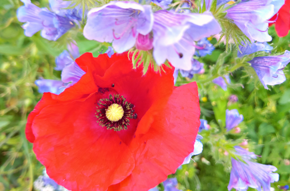 Life As Kim: A pretty poppy. #MySundayPhoto