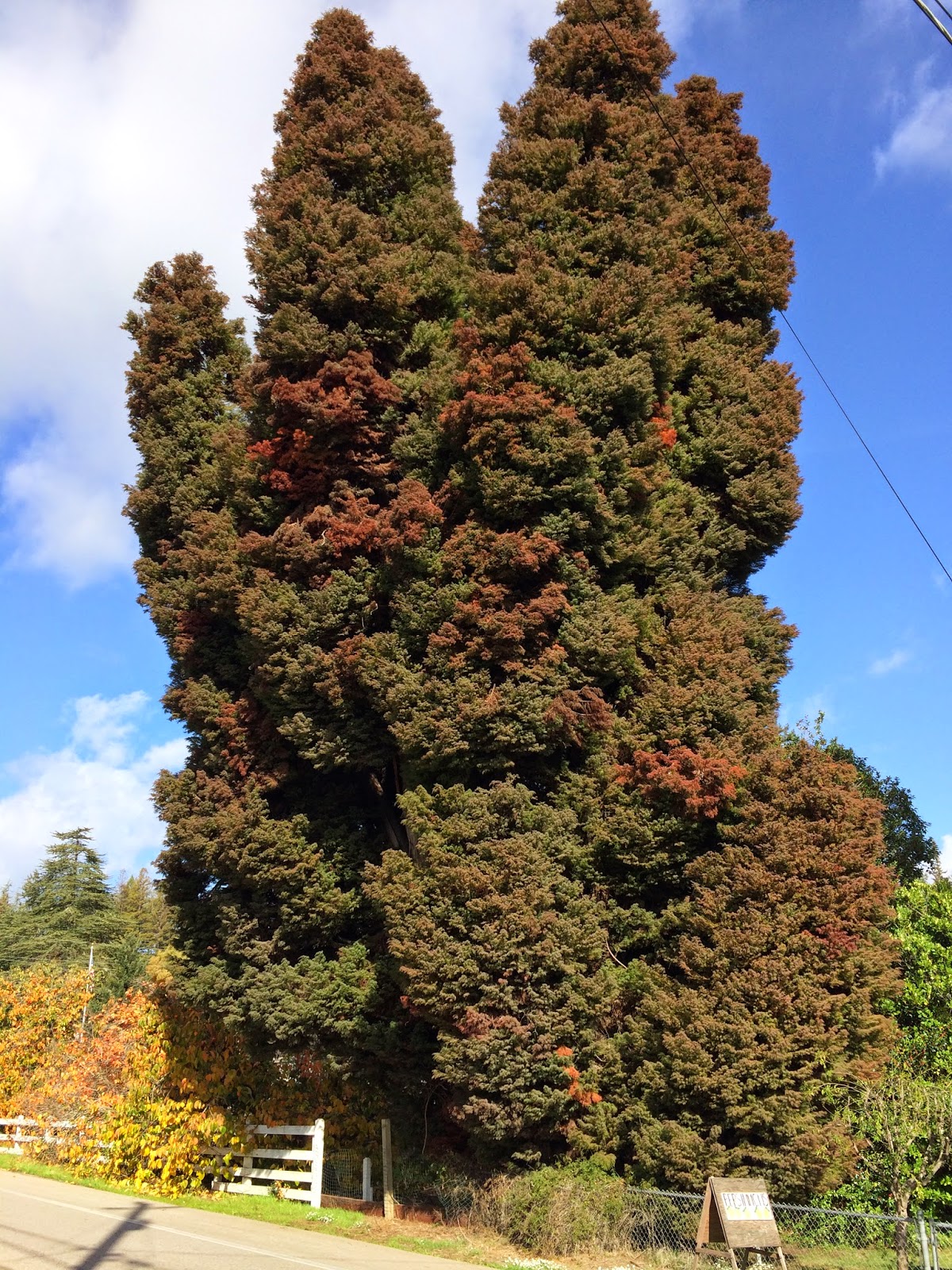 Trees of Santa Cruz County: Cryptomeria japonica 'Elegans' - Japanese ...