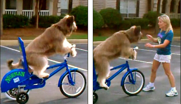 VIDEO: Briard Dog Learns to Ride Bicycle! | BOLD and UNUSUAL DOG ...