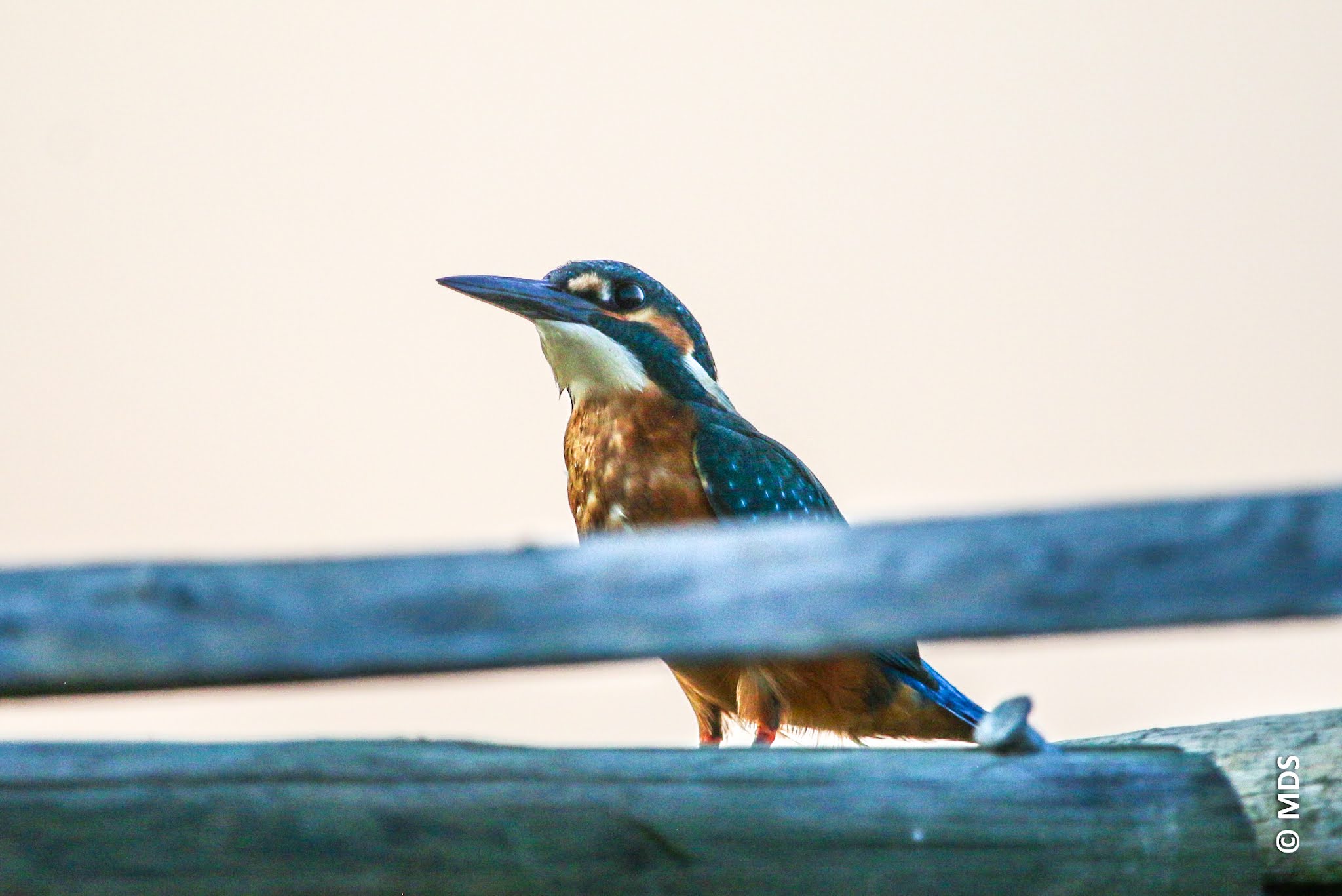Voando na Natureza: Guarda-rios