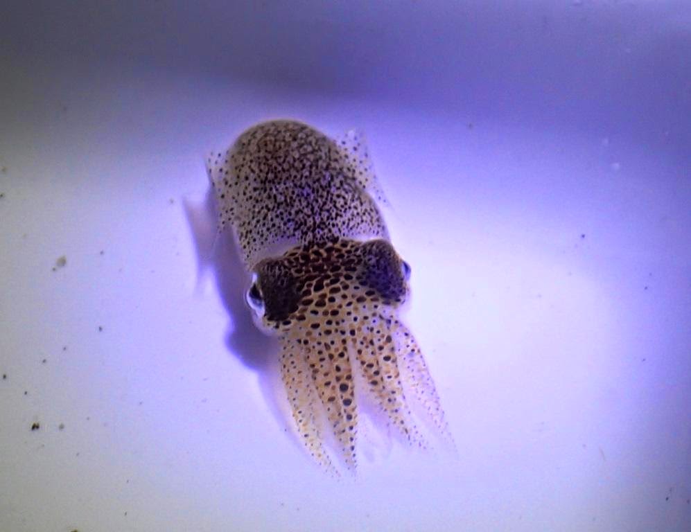 Shoresearch Cornwall Blog: July 2014