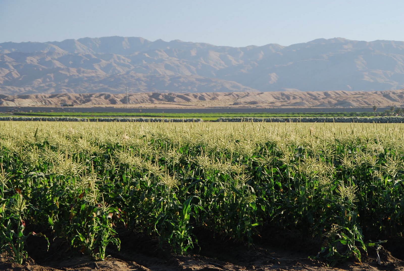 Deserts and Beyond: Coachella Valley corn