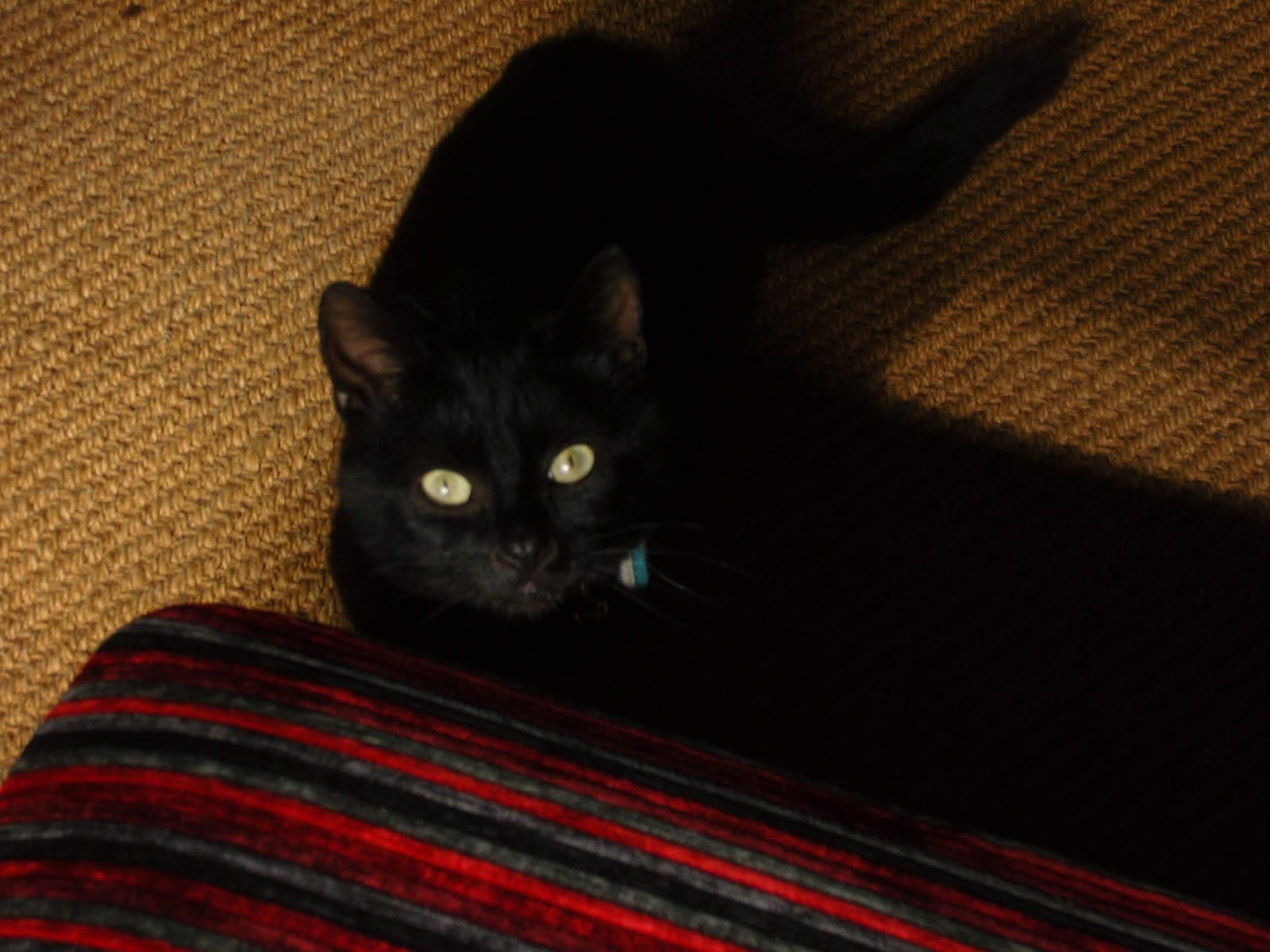 ...The Slightly Eccentric Diary of Rob Z Tobor...: Sooty the Cat