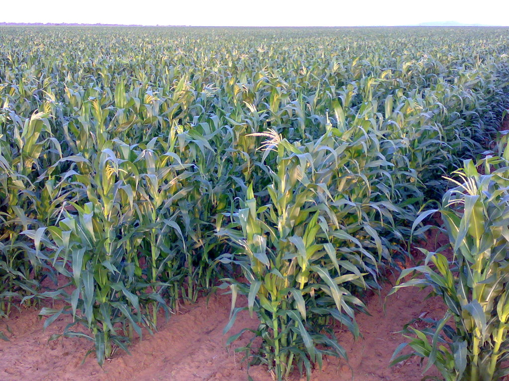 Agriculture Business : How to Cultivate Hybrid Maize in Nigeria ...