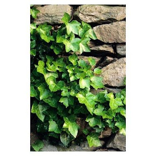 ABC Radiology Blog: Ivy Sign