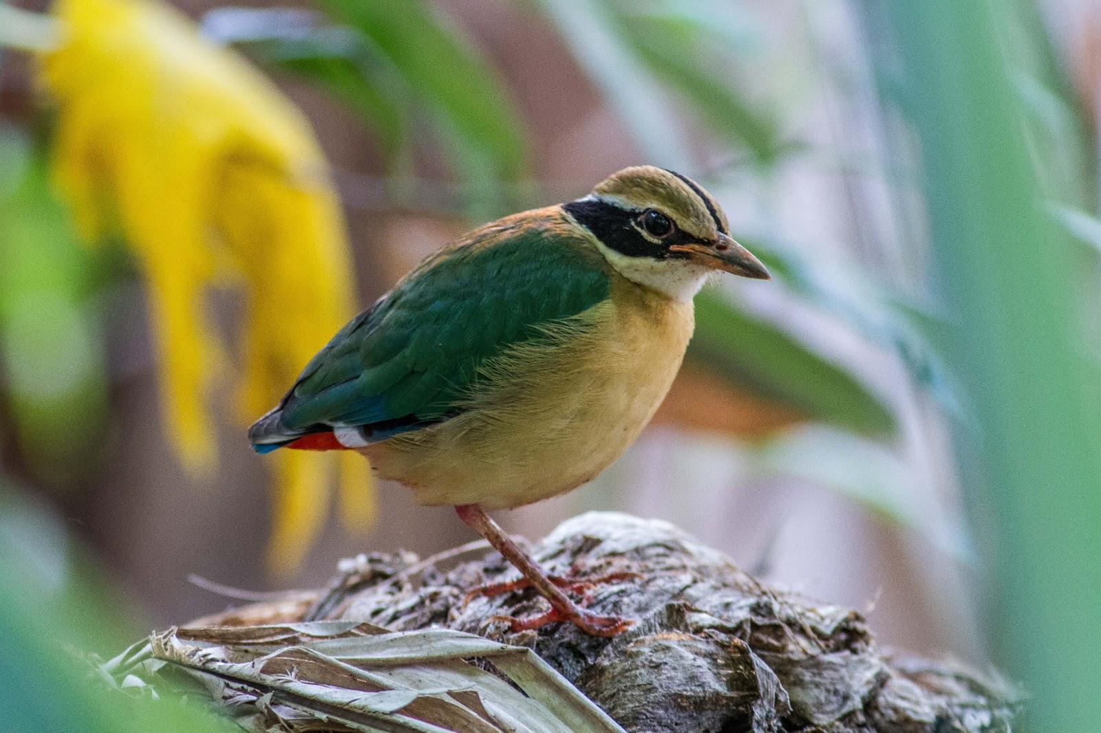 Musicroom's Imaging: Indian Pitta