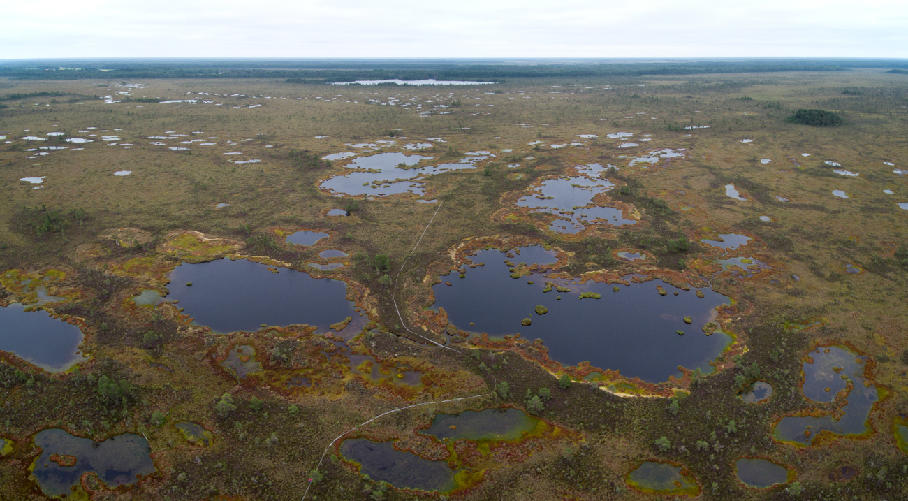 - Paranull -: Nigula raba, vana laudtee.