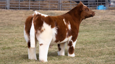 RCC Blog: Rodgers Bulls