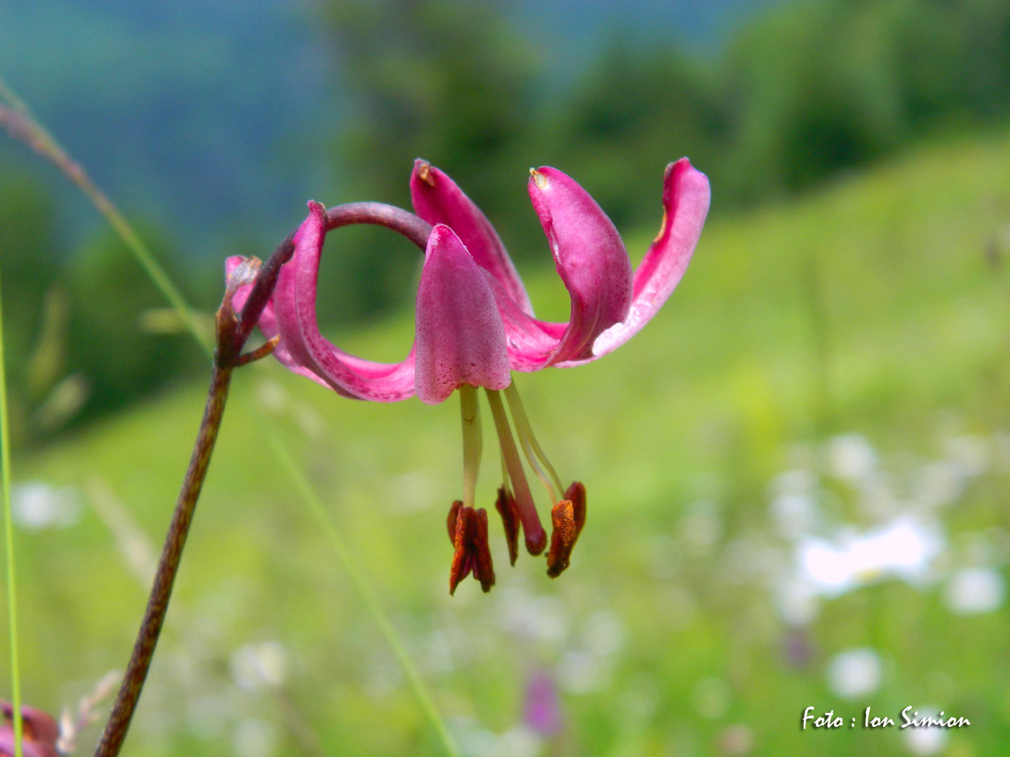 De vorba cu mine însumi: Crinul de padure