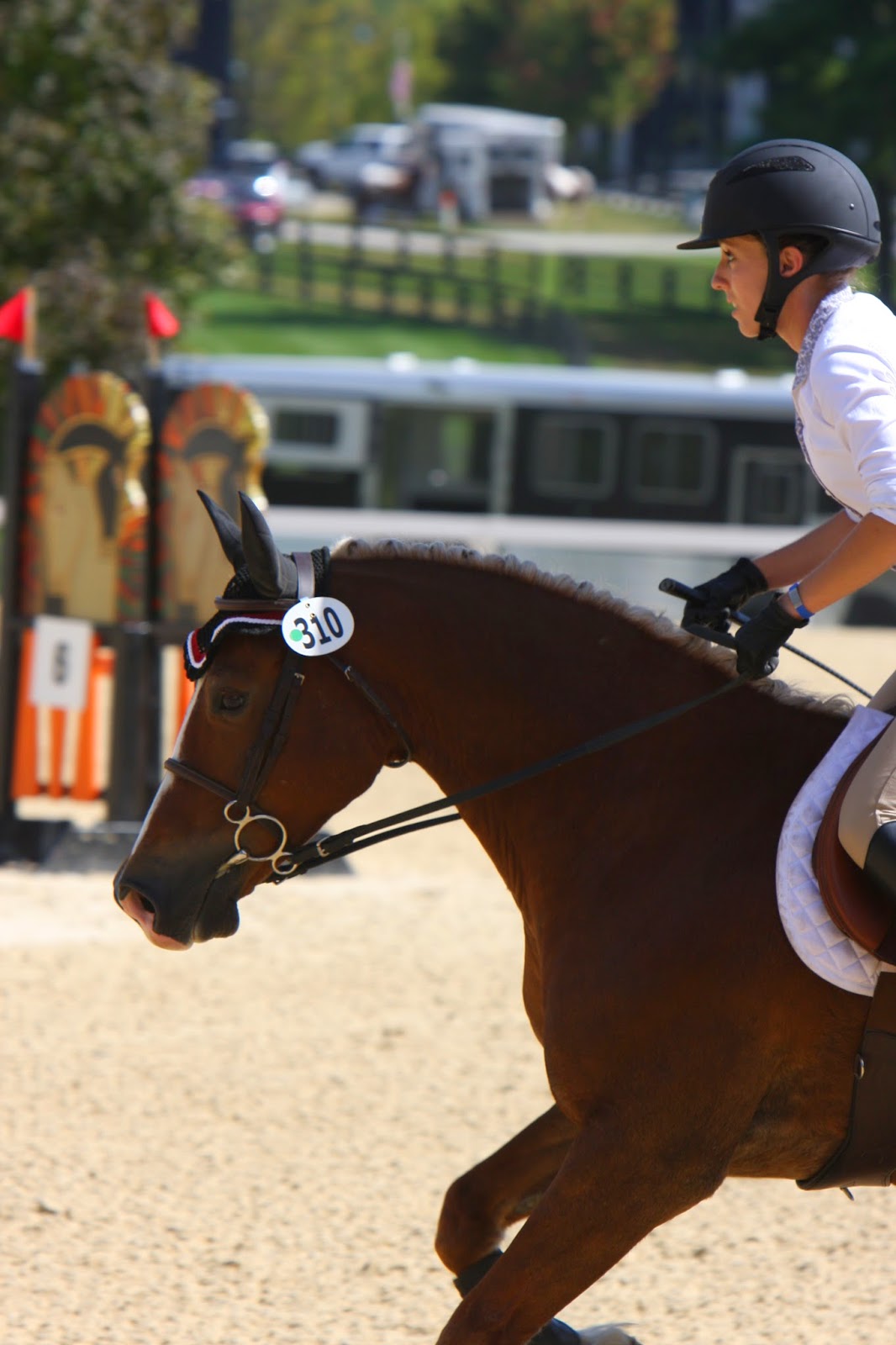 Cob Jockey: Jump Start HT: Show Jumping
