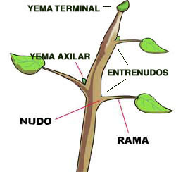 BIOLOGÍA Y GEOLOGÍA 1ºESO : ESTRUCTURA DEL CORMO