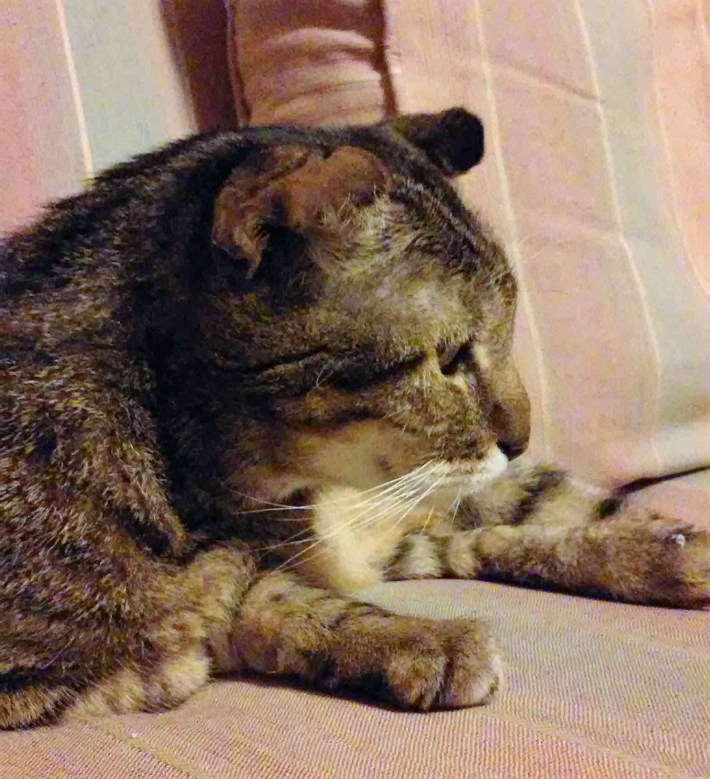 The Cuddlywumps Cat Chronicles: Cat Travel: Gettysburg Museum Uses Cats ...