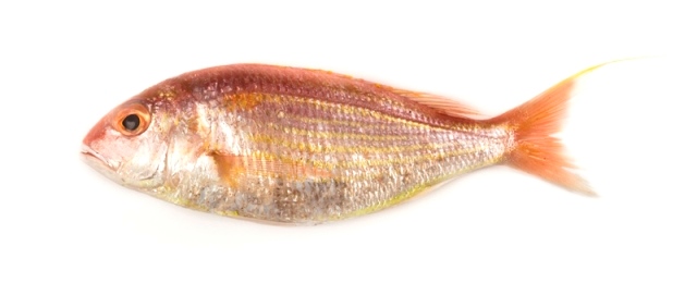 2009 | Get to know your fish