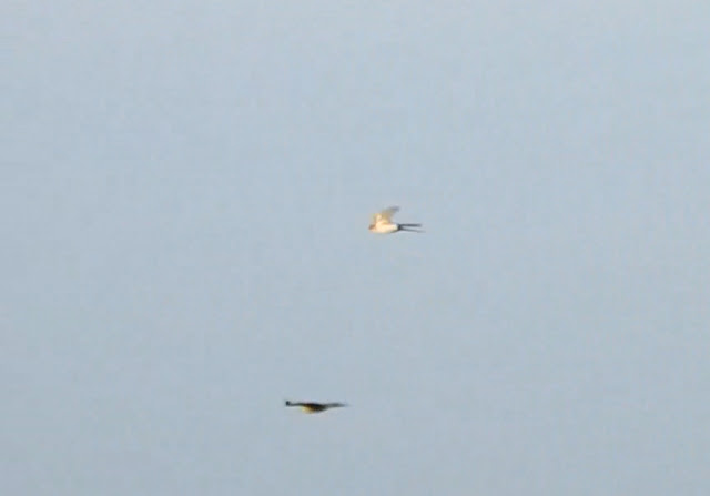 PASARI DIN ROMANIA: RANDUNICA ROSCATA, Cecropis daurica