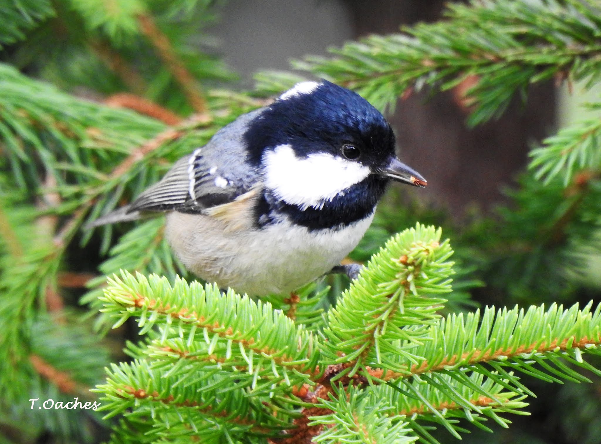 PASARI DIN ROMANIA: PITIGOI DE BRADET, Periparus ater