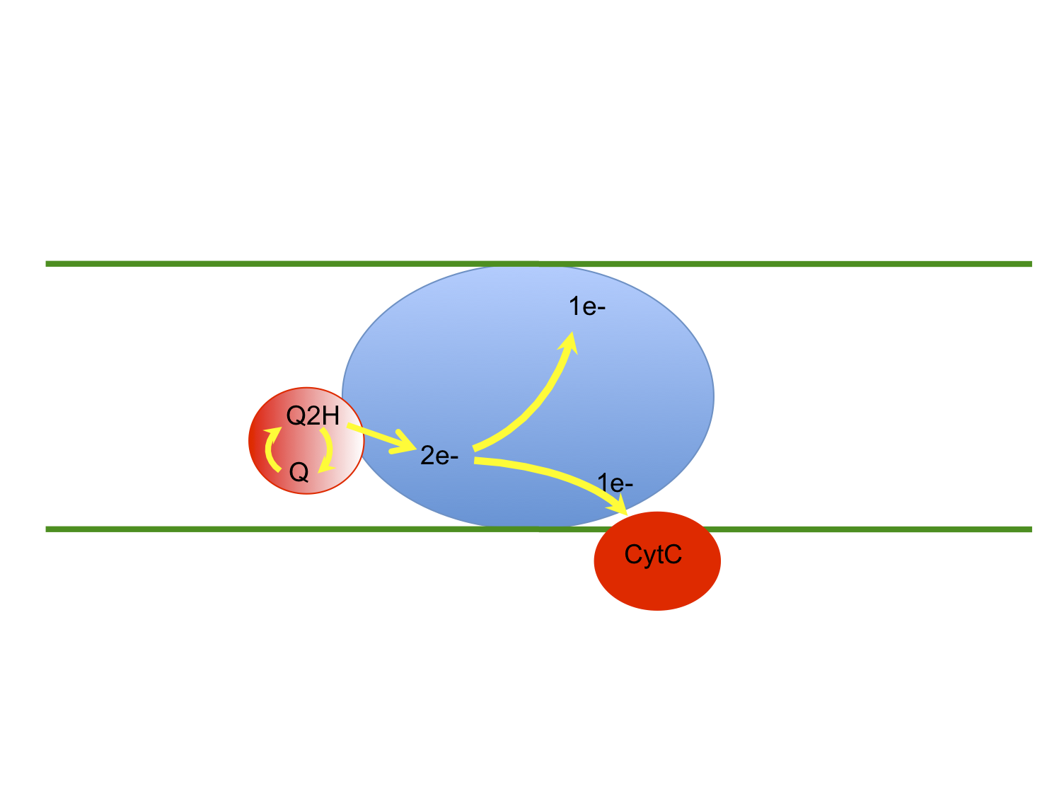Hyperlipid: Protons (49) Complex III