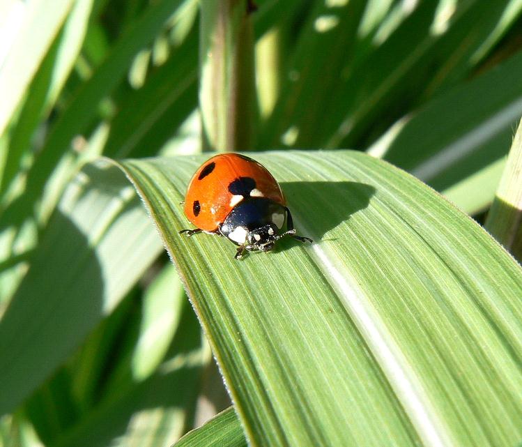 Let's Garden: Lady Bugs...Lady Bugs....and More Lady Bugs!