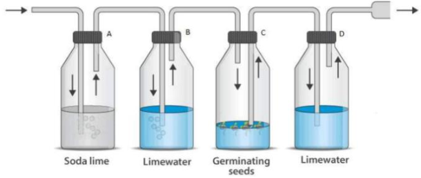 Selina Concise Ch 7 Respiration in Plants ICSE Solutions Class 9 Biology