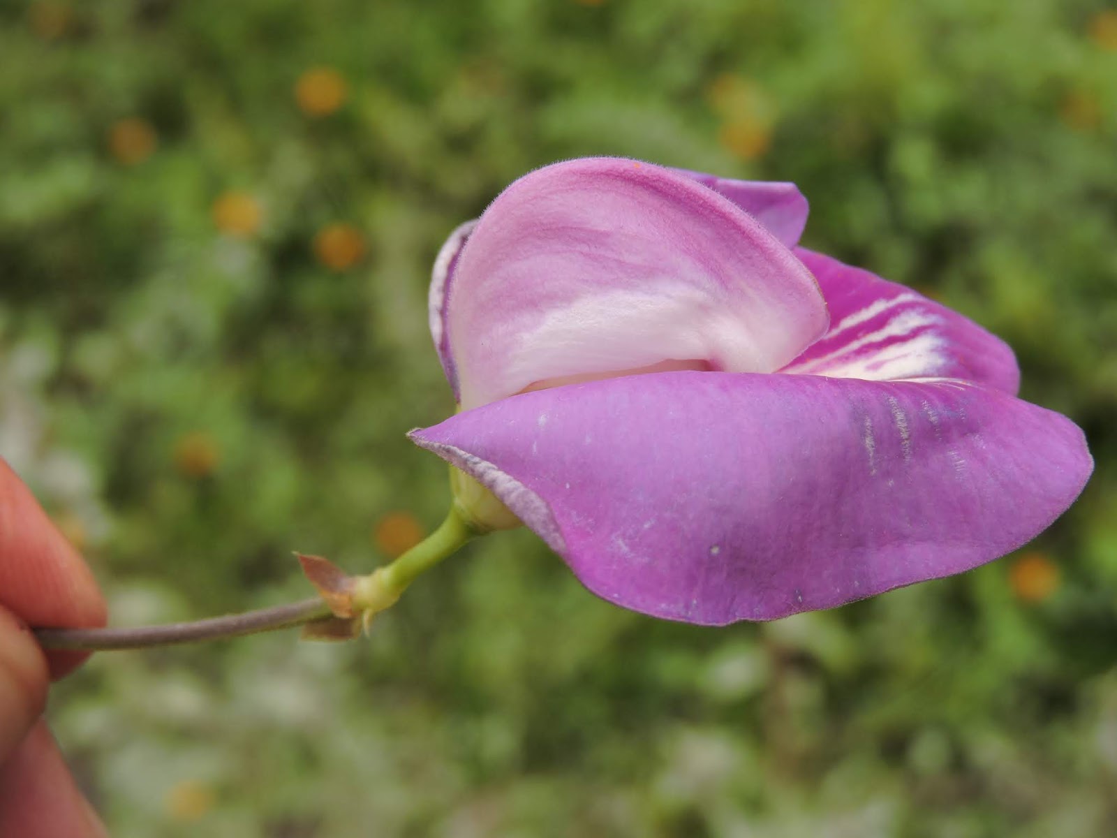 Fabaceae - Leguminosae no Brasil: Papilionoideae