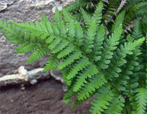 الأزهار البرية - أنواع وأسماء وأشكال الزهور بالصور