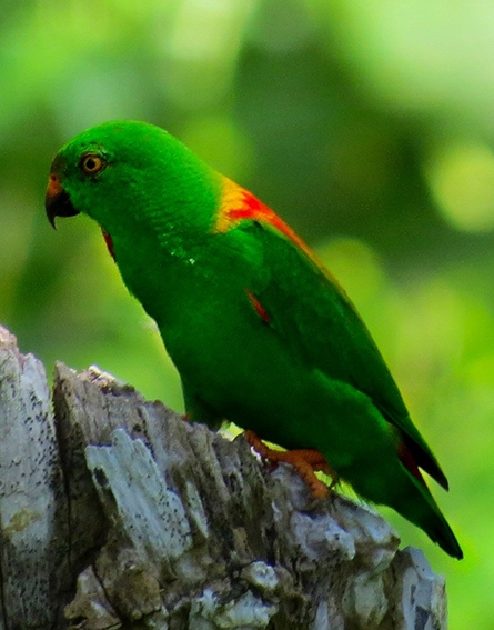 Serindit Sulawesi Dengan Suaranya Yang Nyaring - Sangkarlapis