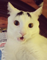 Cat with Eyebrows, The New Internet Sensation plus Viral Video | Super ...