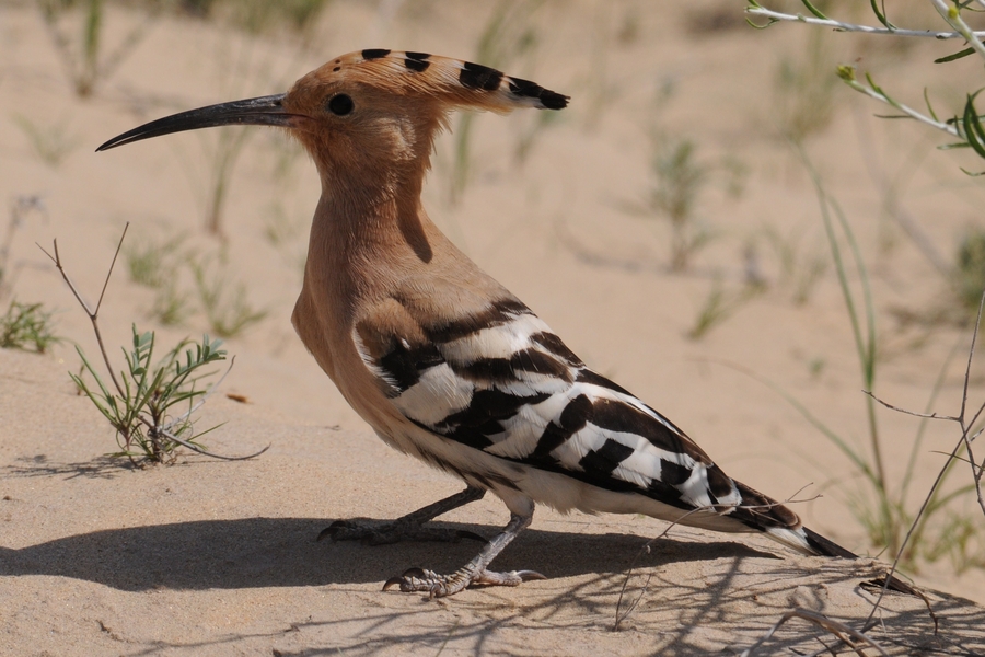 Budgie Kelantan: List Of Birds Of Saudi Arabia