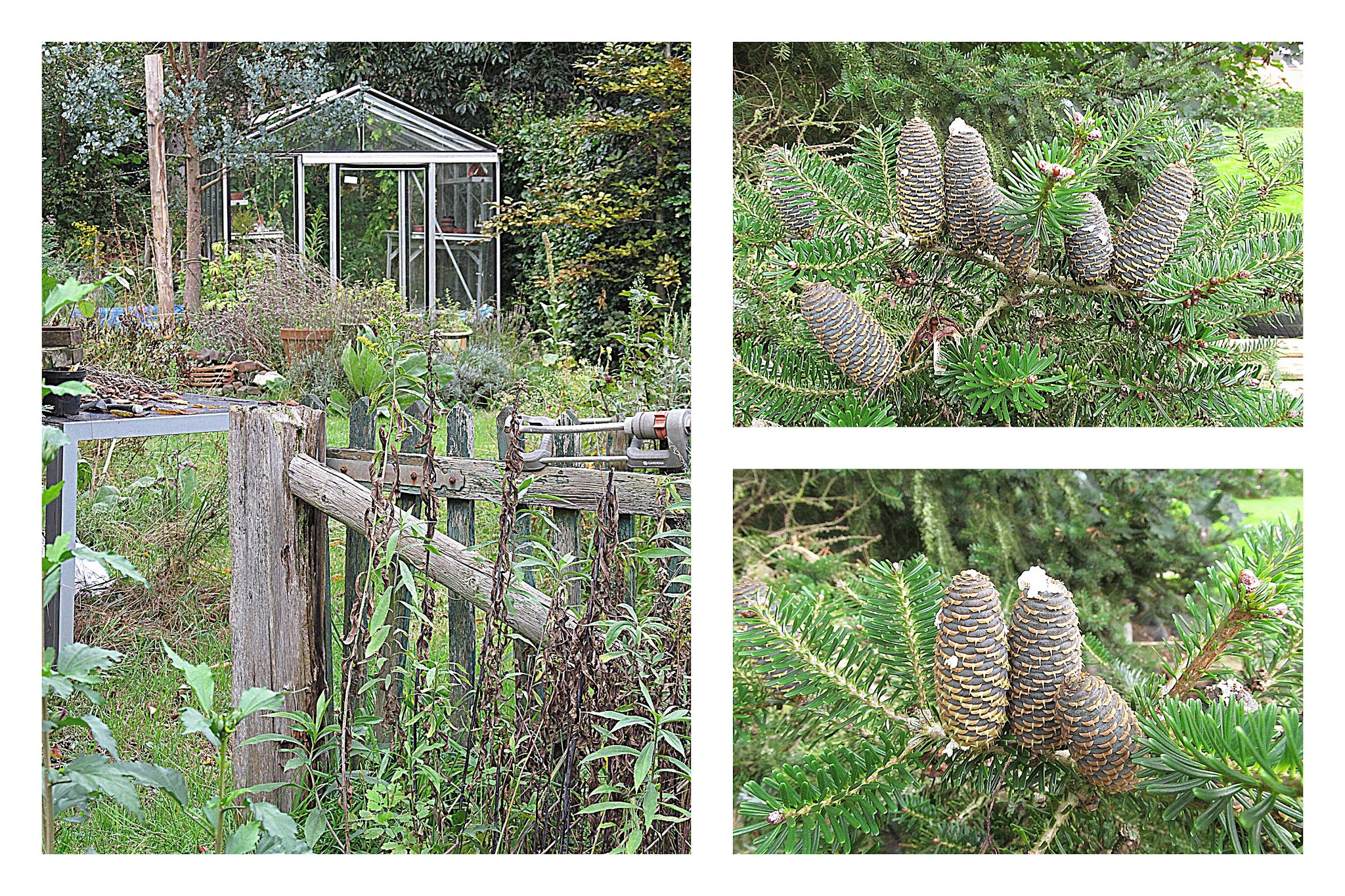 Hoorn Des Overvloeds