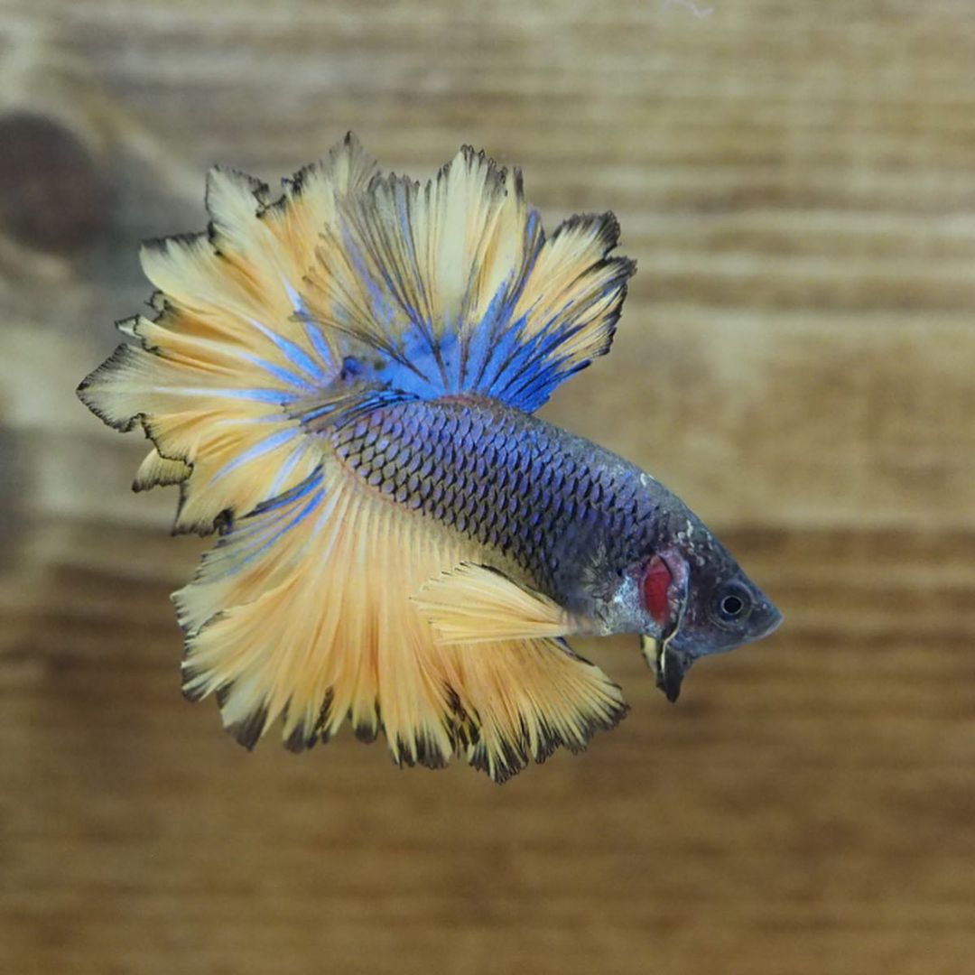 The Most Beautiful Live Male Blue Feathertail Betta Siamese Fighting Fish