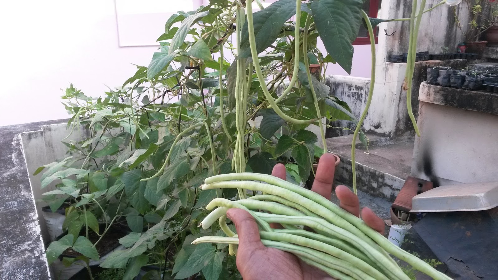 Growing Long Bean (Valli Payar) on terrace