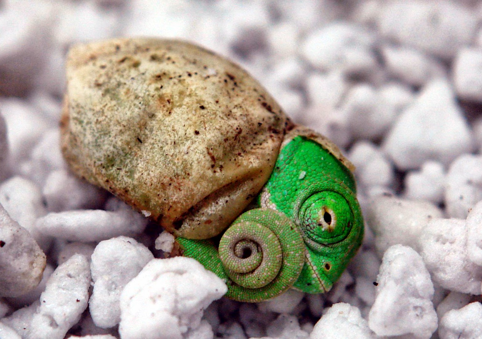 Long Island Herpetological Society Blogger: Hatchling Chameleon