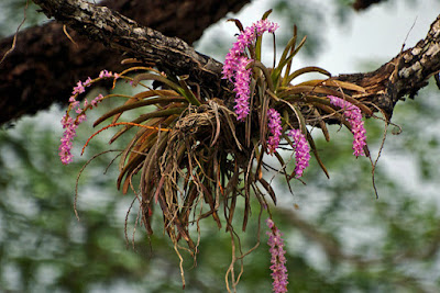 Grow and care Aerides multiflora orchid - The Multi-Flowered Aerides ...