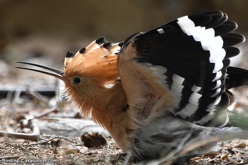 Birding Catalunya: Puputs al Parc Samà