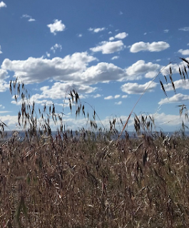 The Rural Blog: Rainy spring boosts invasive cheatgrass in Western U.S ...