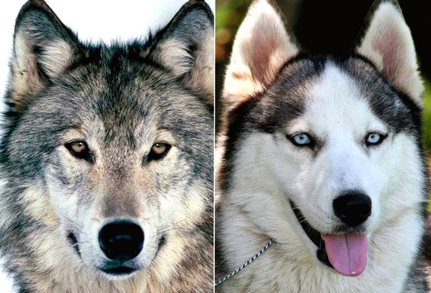 White Wolf : How The Wolf Became The Dog