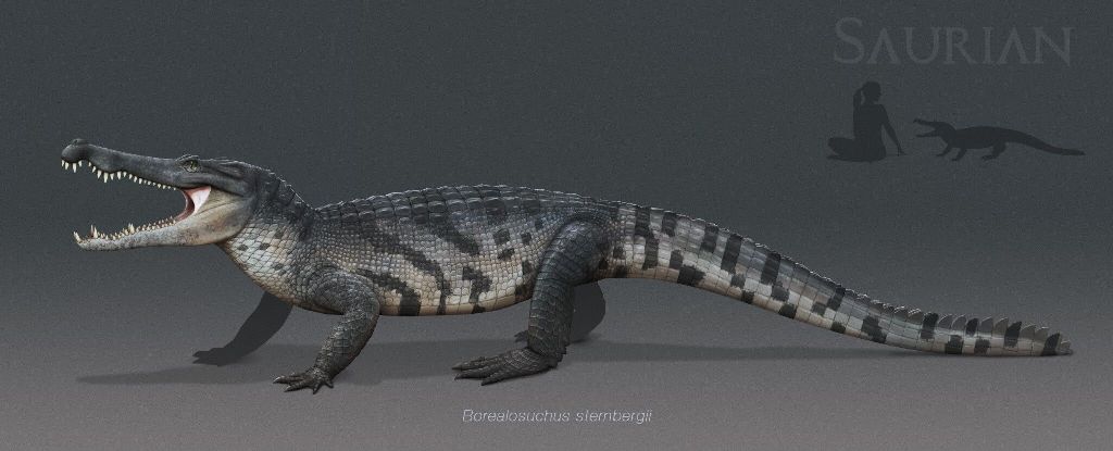 EL JOVE PALEONTÒLEG: L'evolució i la filogènia dels crocodilomorfs ...