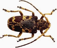 Public Information Library: Larawan ng iba't-ibang mga insekto