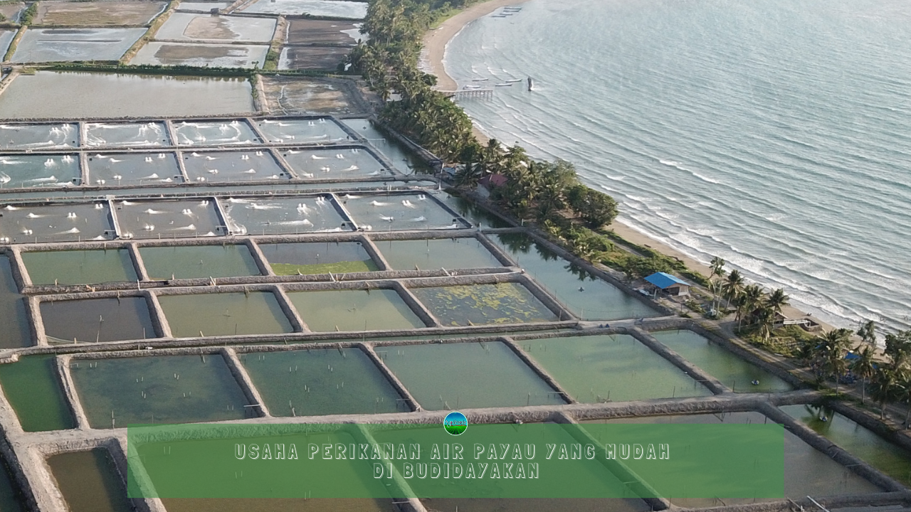 Usaha Perikanan Air Payau yang Mudah di Budidayakan - Agribisnis ...