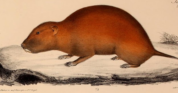 Mole-Rats, Evolution, and Pain Sensitivity