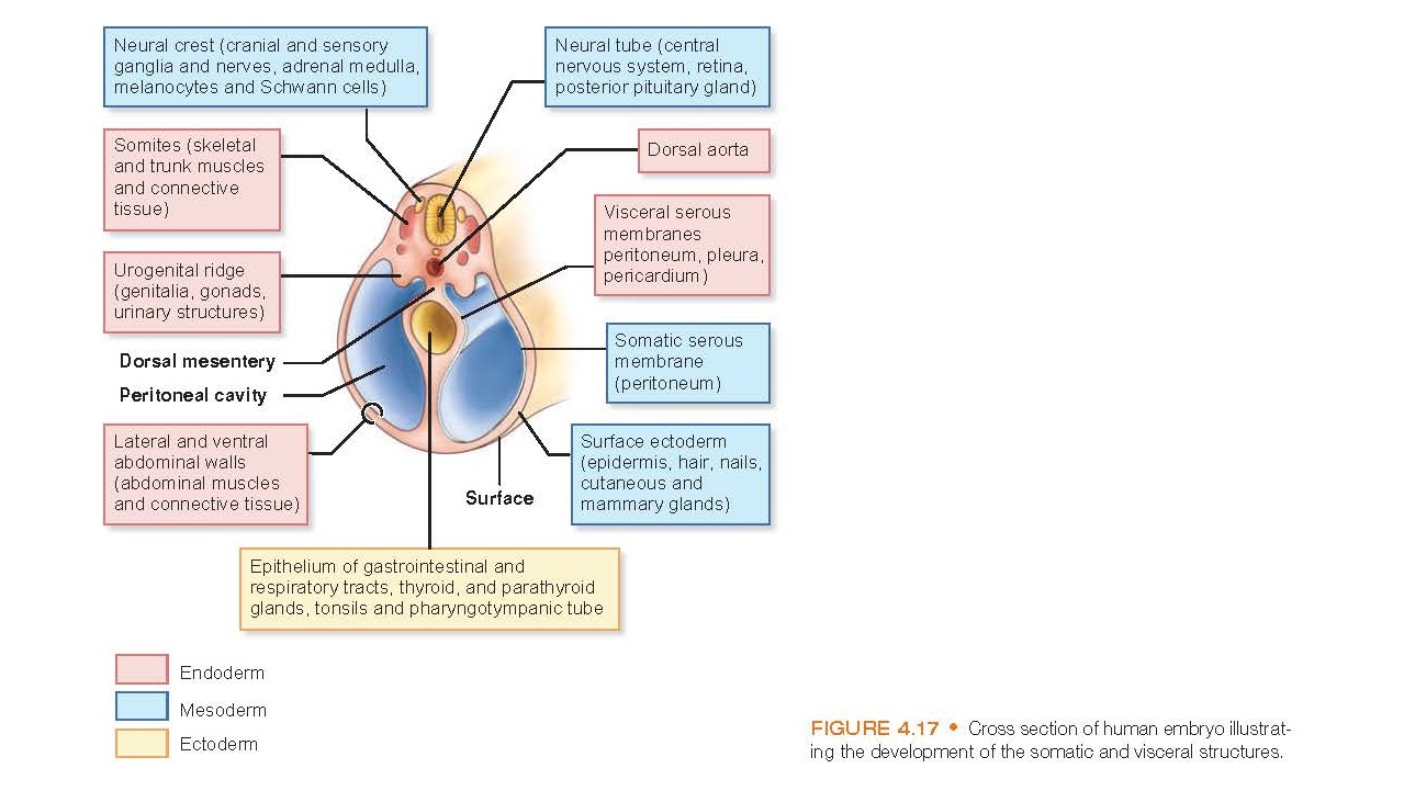 Embryonic Origin of Tissue Types - pediagenosis
