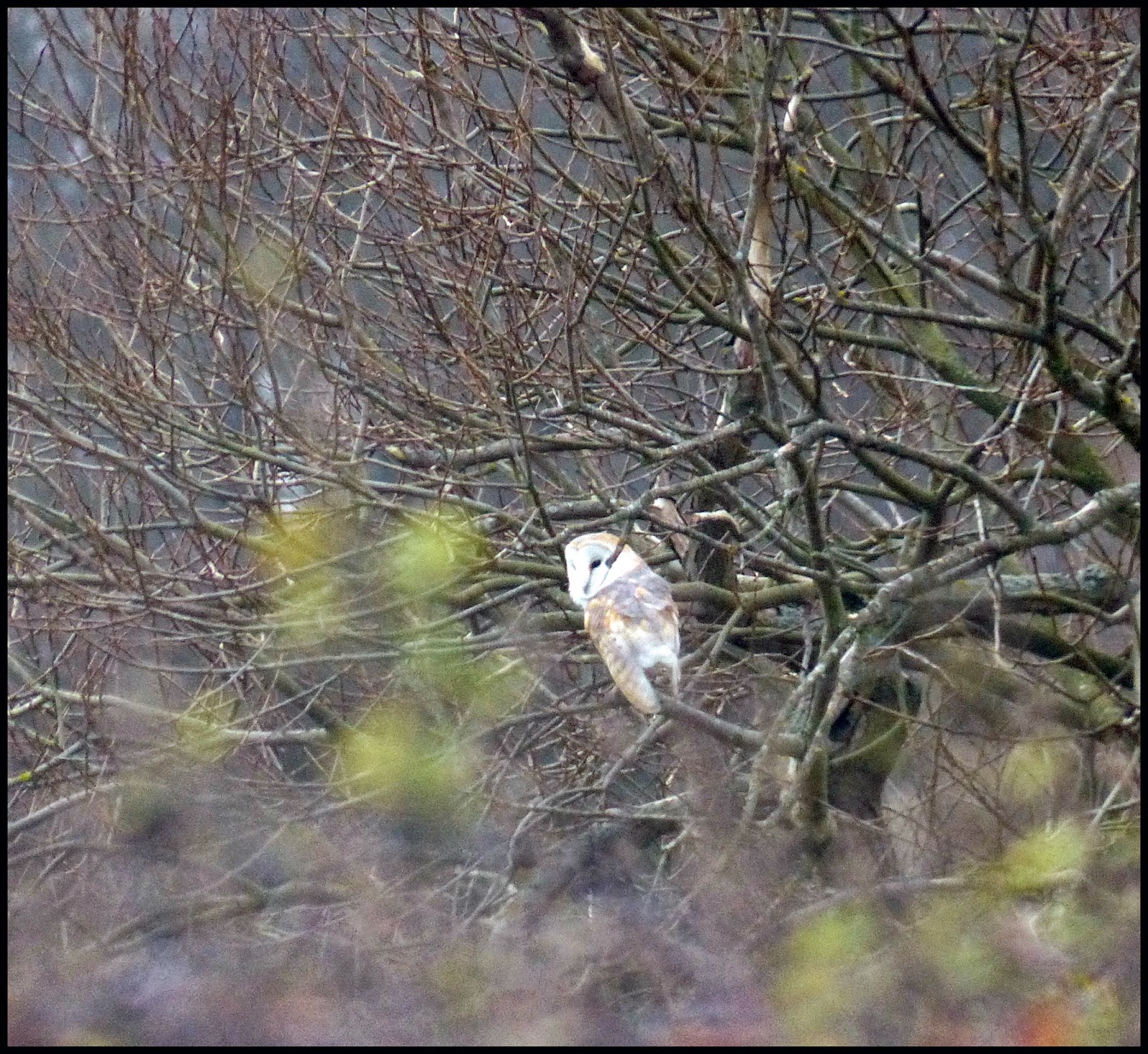 Wild and Wonderful: Our First Barn Owl of 2015