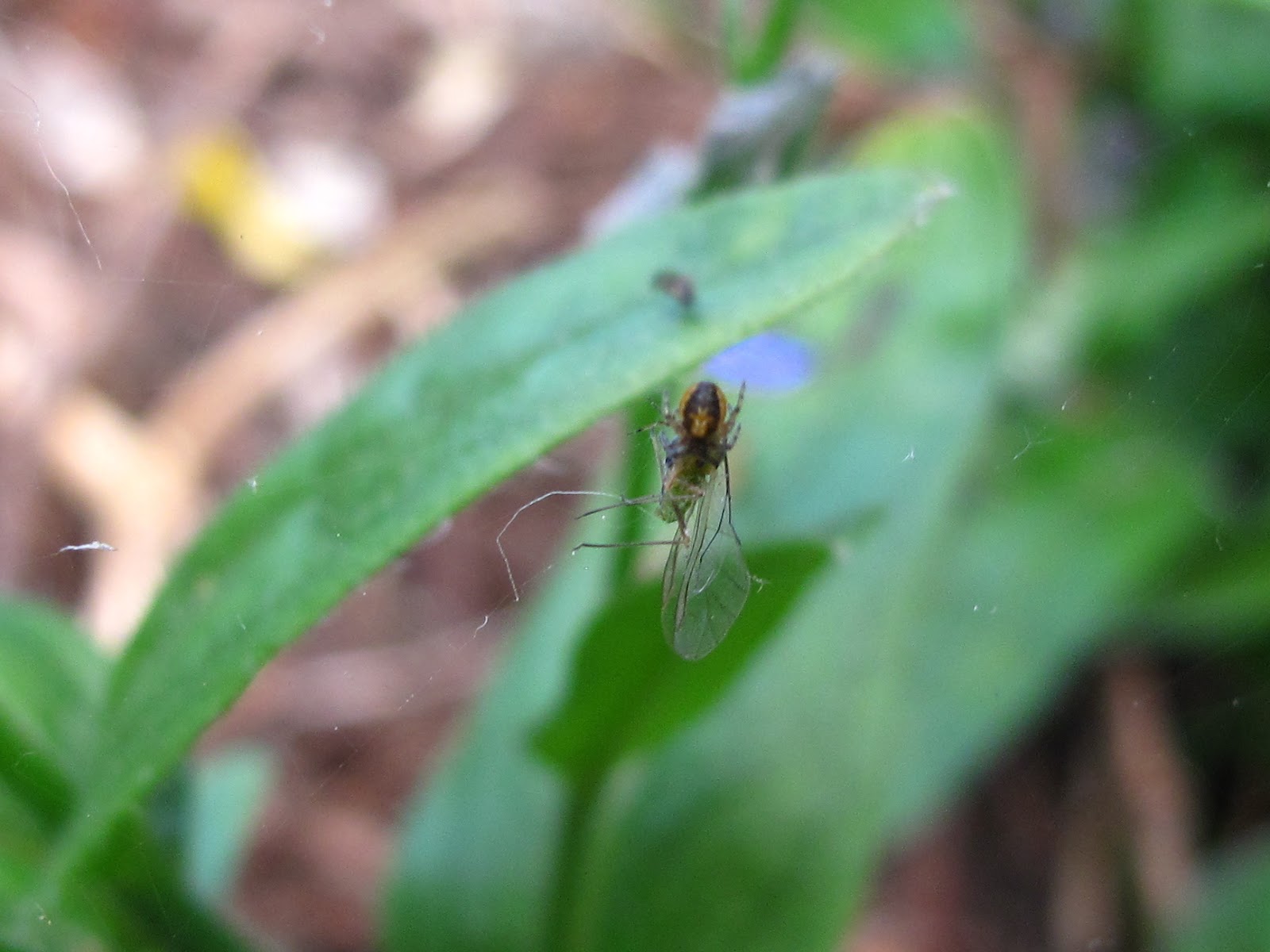 BugBlog: Six or eight legged bug army fighting aphids