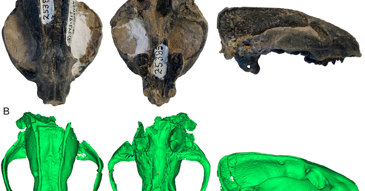 Sciency Thoughts: Leptarctus primus: Determining the diet of a Miocene ...