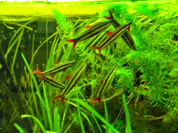 HEADSTANDER FISH photos - wallpapers | the fun bank