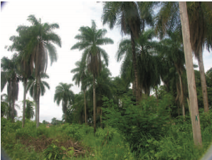Plantas medicinales: Cachinovi o cayara o chonta o chunta o totai o ...