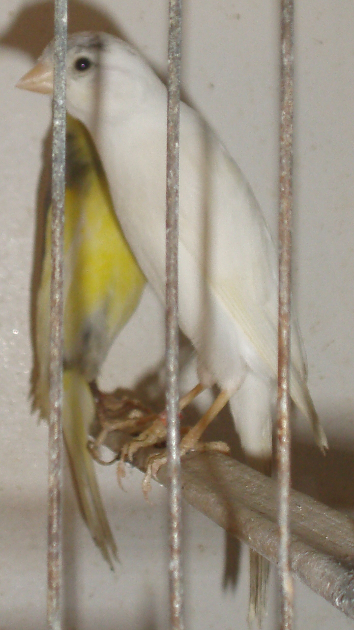 Aviario Osete: diciembre 2011