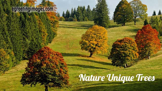 Trees benefits and uses