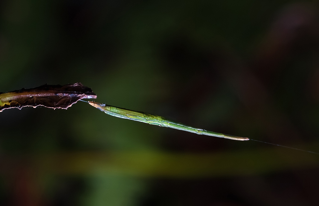 Real Monstrosities: Twig-like Feather-legged Spider